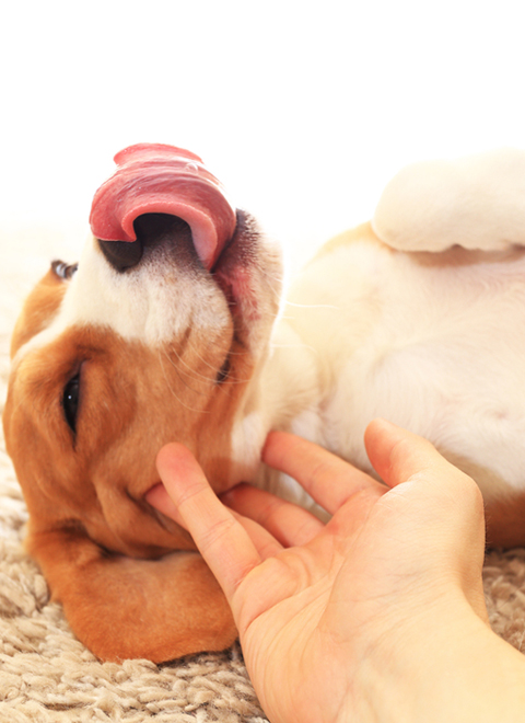 Behavioral Counseling - Vet in Wichita | Village Animal Hospital