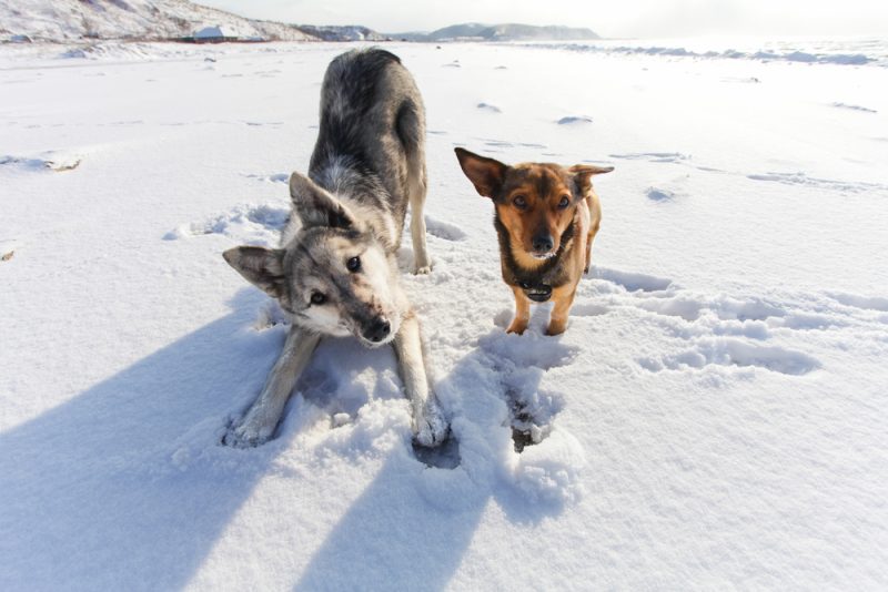 Cold Weather Pet Safety Tips - Village Animal Hospital