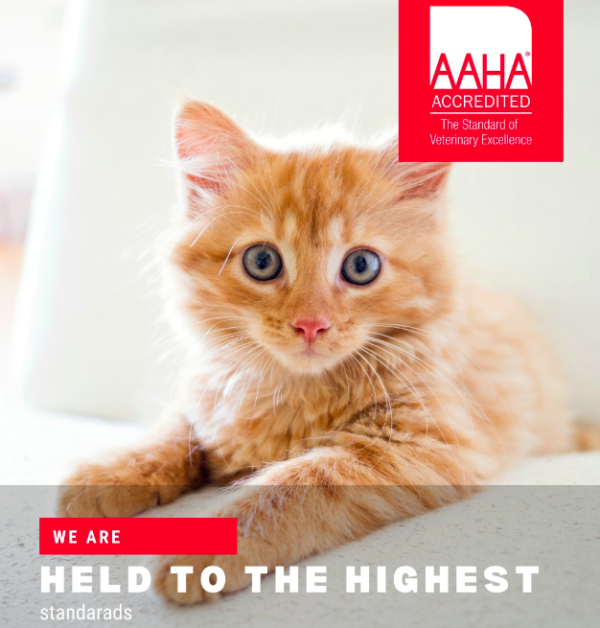 8 Ways AAHA Accreditation Benefits Pets - Village Animal Hospital